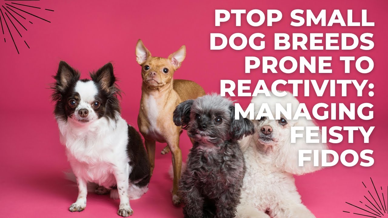 Top Small Dog Breeds Prone to Reactivity: Managing Feisty Fidos - YouTube