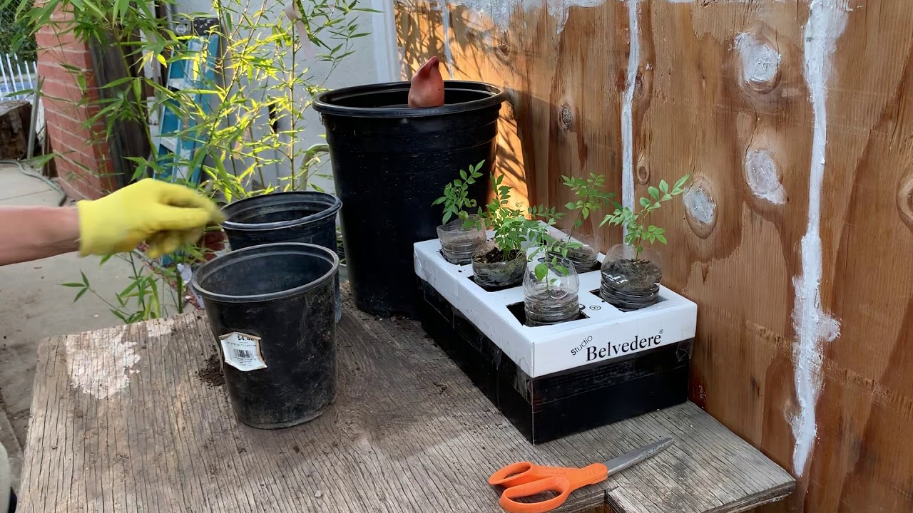 The Art of transplant to bigger container plus pro care tips - YouTube