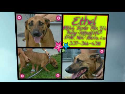 Animals on death row - YouTube