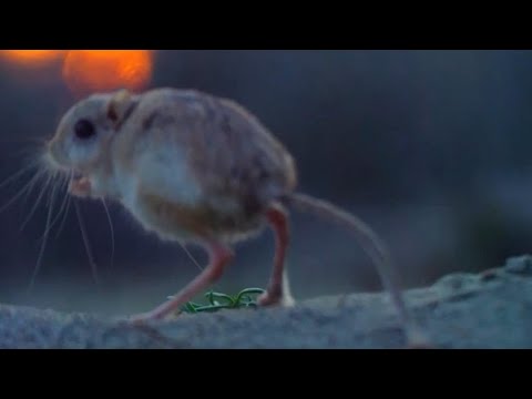 The northern three-toed jerboa