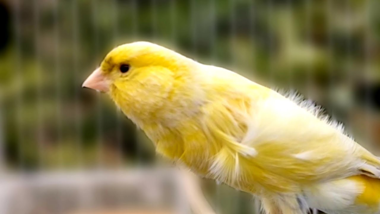 Yellow Canary Bird Singing Song For Training - Canaries Singing - YouTube