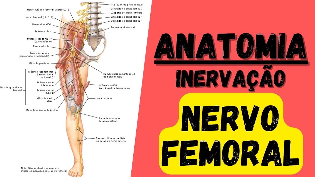 🔴👉 NERVO FEMORAL - Inervação 3 do Membro Inferior (MMII) - Anatomia ...