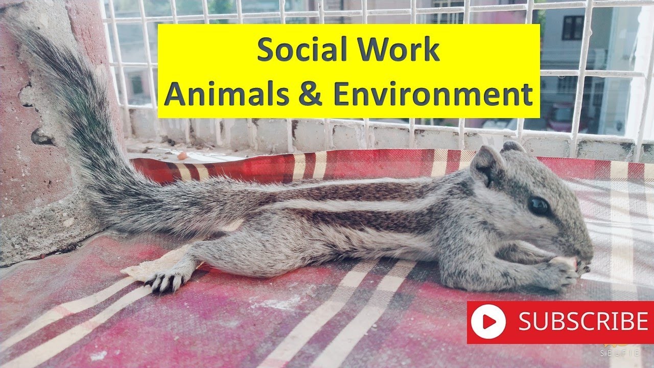 Title- Social Work: Animals & Environment | #Environment #Animals # ...
