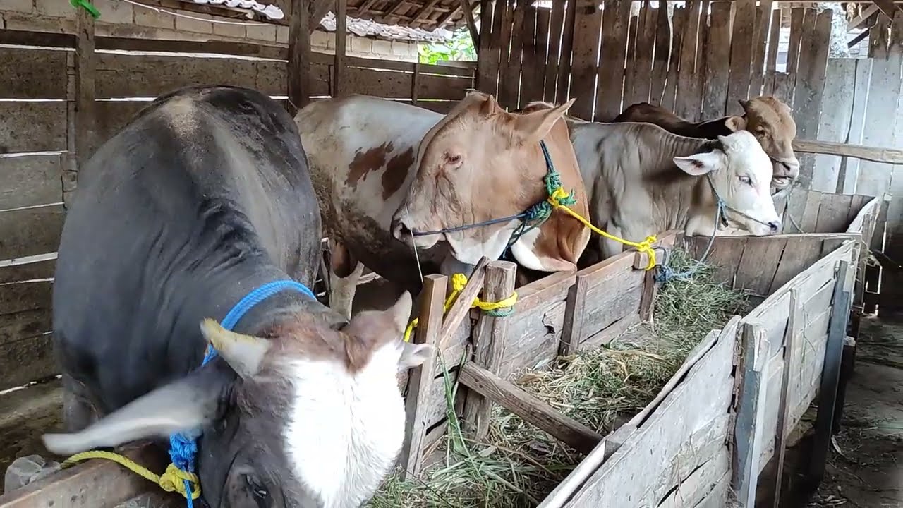 Ditawarin 4 Sapi Pegon Tanen Di Pamotan Rembang Youtube