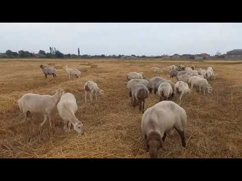 Masallıda 60 Baş Boğaz Və Balali Qoyun Sürüsü Satilir, Kom Qiymeti 26 Min 051_070(888-82-81) #qoyun