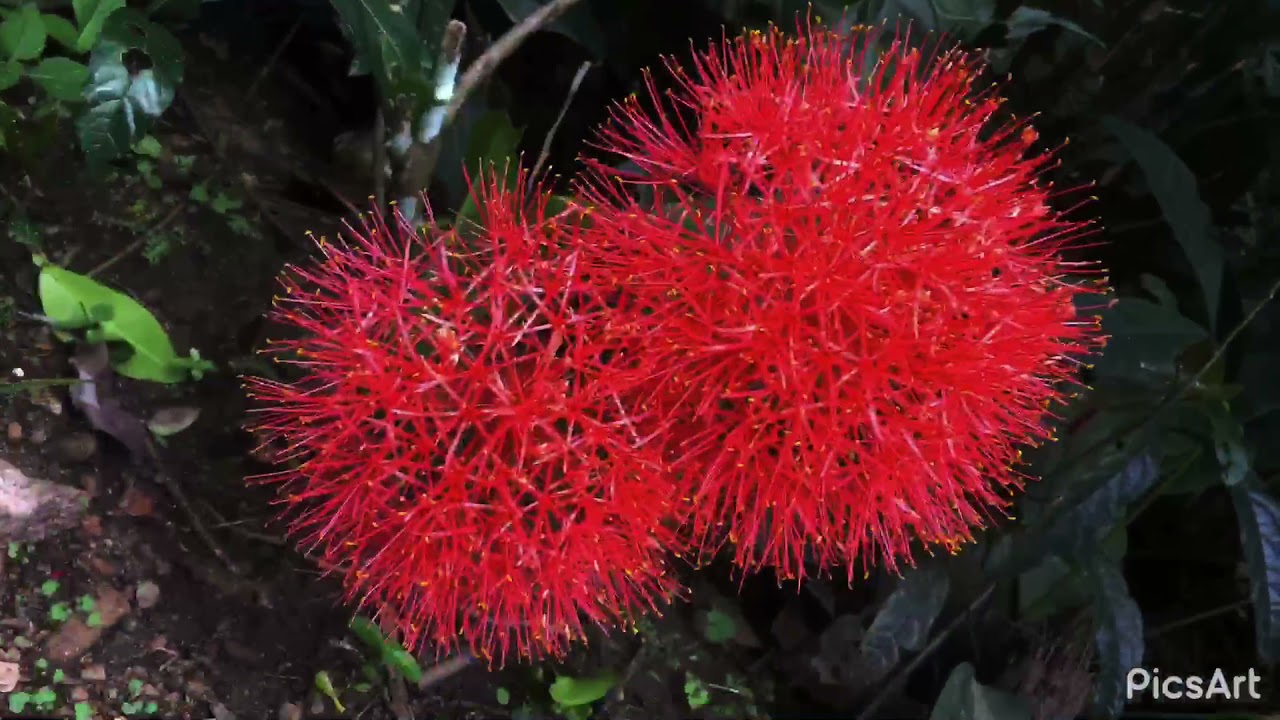 Wesak Flower