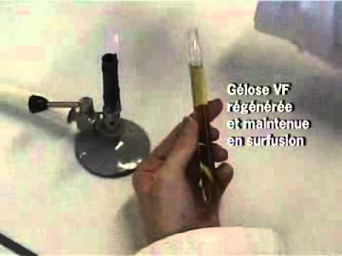Ensemencement Gélose Viande-Foie.avi - YouTube