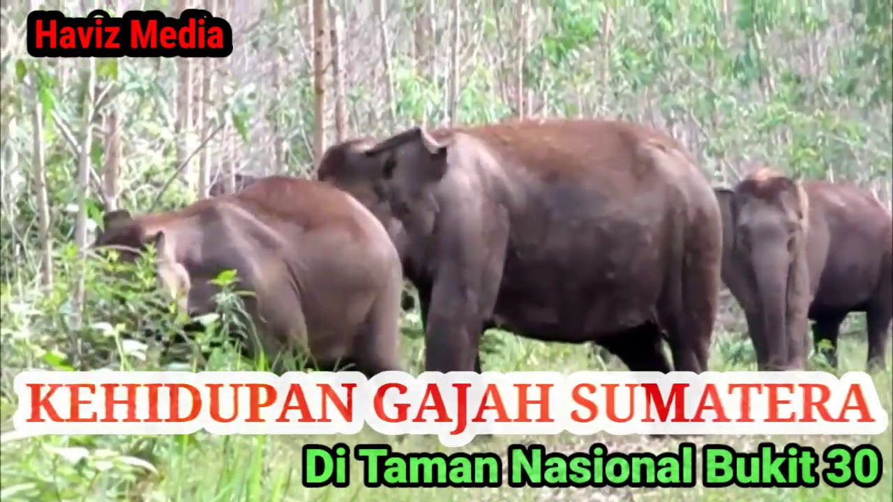 GAJAH SUMATERA DI TAMAN NASIONAL BUKIT 30 - YouTube