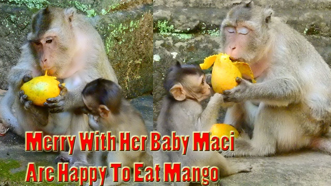 Popeye Relaxing And She Was Picked Up The Lice By Another Monkey - YouTube