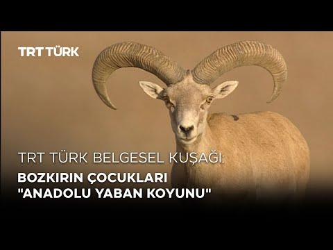 TRT Türk Belgesel Kuşağı: Bozkırın Çocukları \