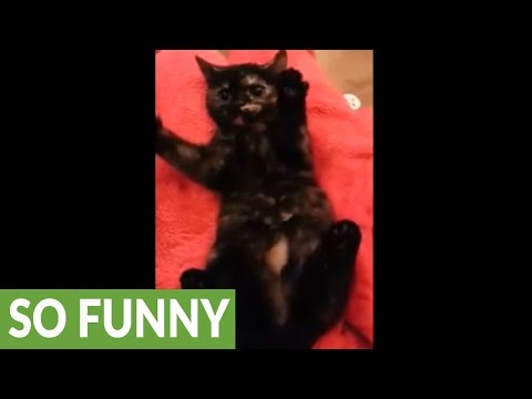 Tickling a kitten who can't open her mouth