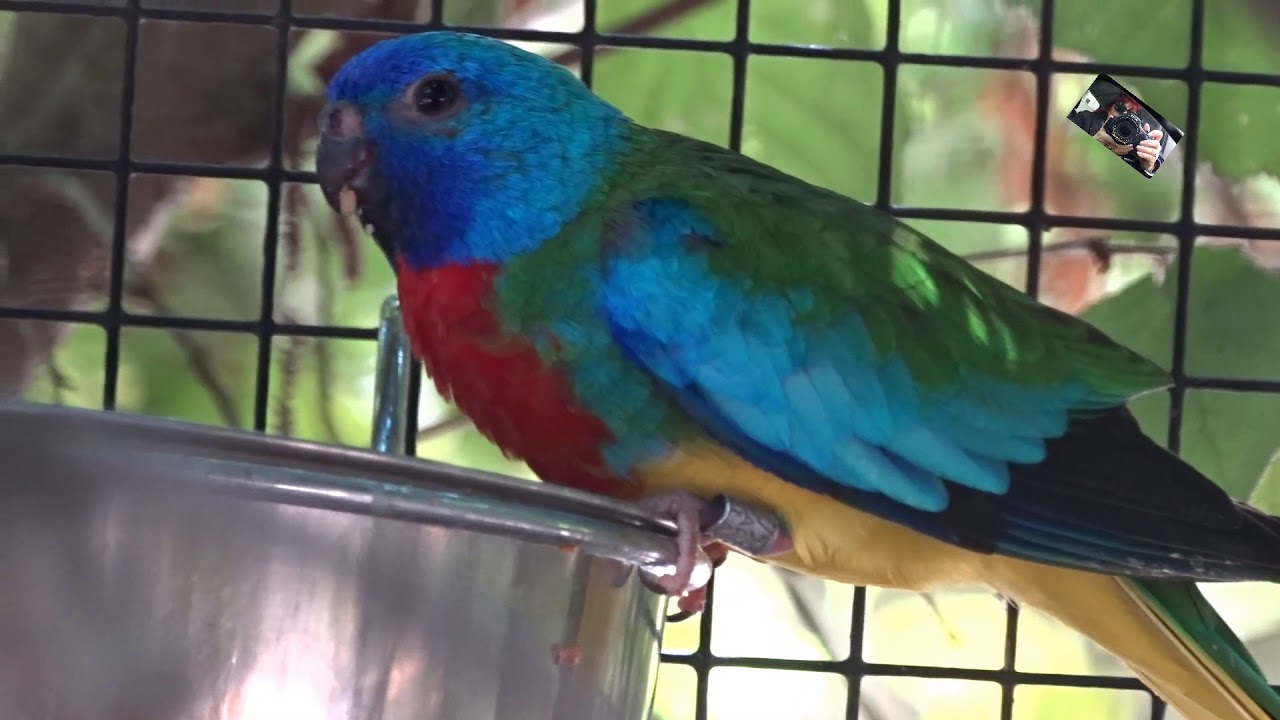 La Turquoisine est une perruche australienne très agréable - Le Parc ...