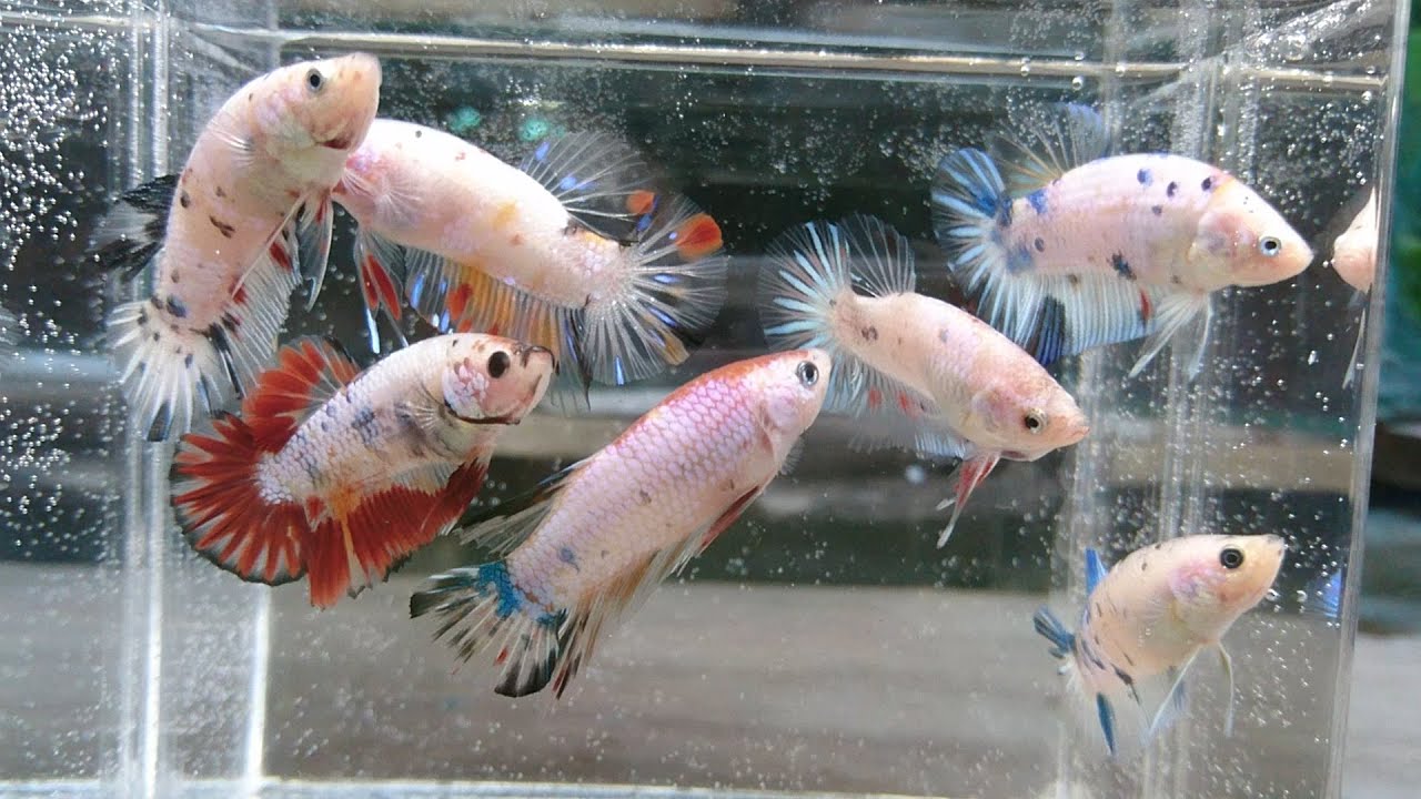 Review Anakan Cupang Nemo Usia 3 Bulan || Warnanya Mulai Berubah - YouTube