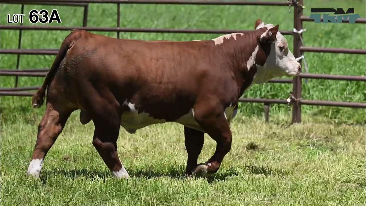 Tennessee River Music: Lot 63A - YouTube