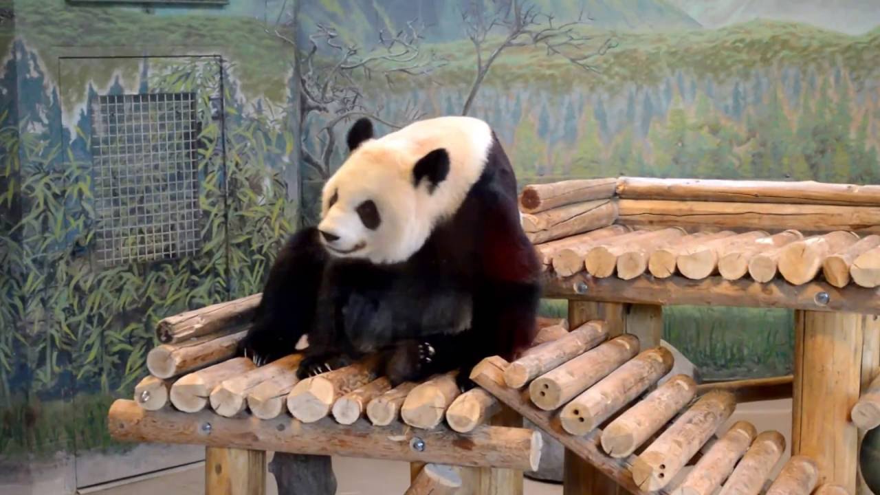 Animals of the Toronto Zoo 2016 - YouTube