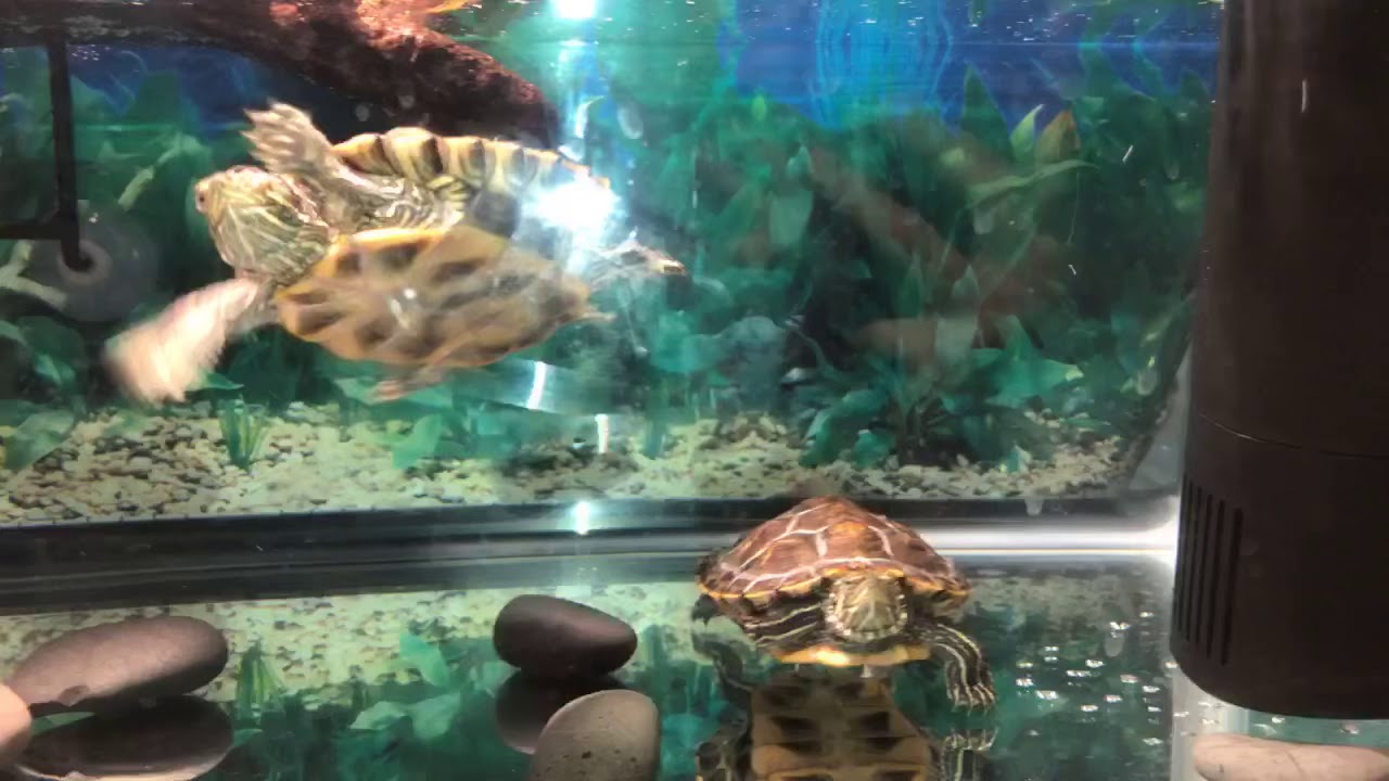 Red Eared Sliders, Turtle Tank Setup - YouTube