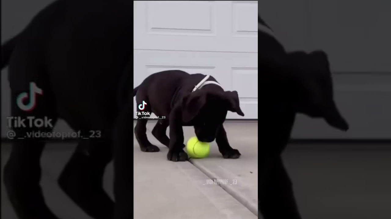 L’ ALANO/DANESE - YouTube