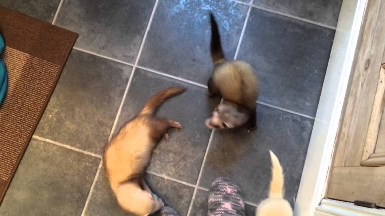 Ferrets playing in ball pool - YouTube