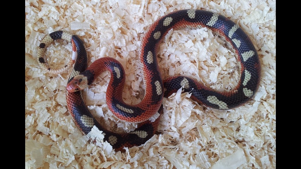 Nelson's milksnakes (Normal and splotched comparison) - YouTube