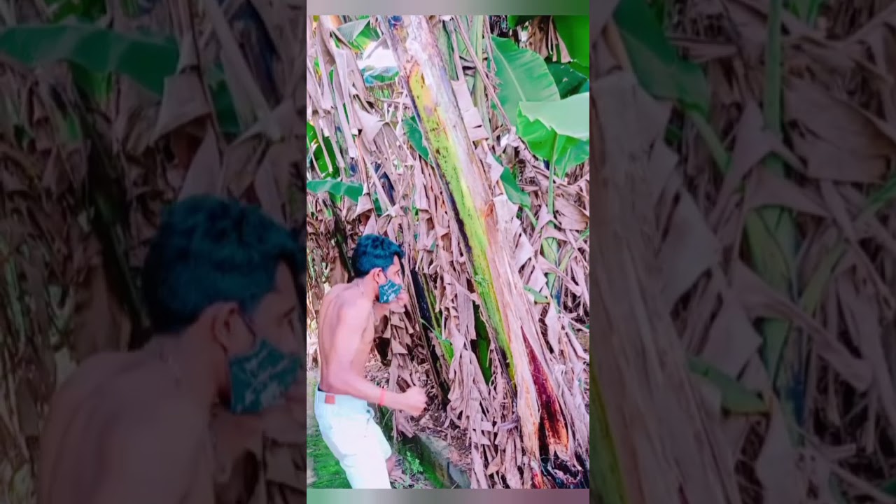 Punching largest 28ft tall Gros michel banana tree - YouTube