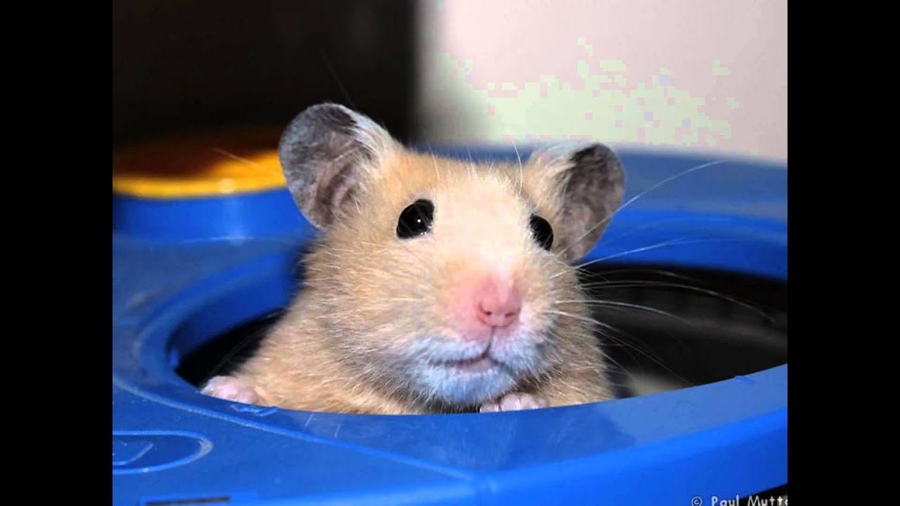 Dramatic Hamster - YouTube