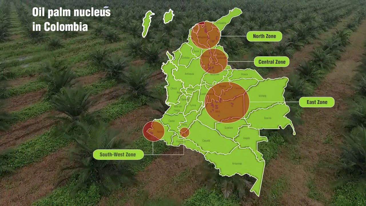 OIL PALM IN COLOMBIA IS UNIQUE AND DIFFERENTIATED - YouTube