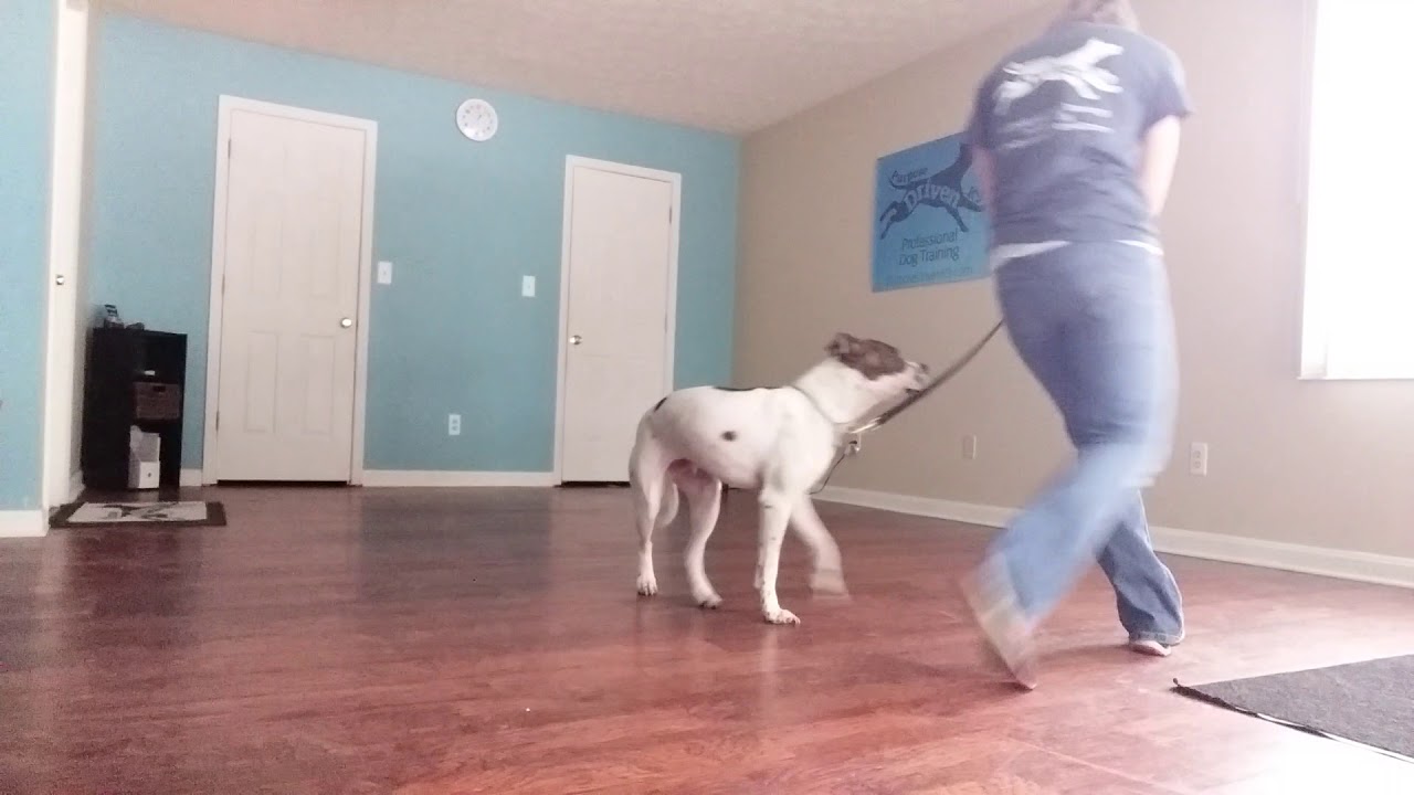 Zeus the Dependable Dog part 1 - YouTube