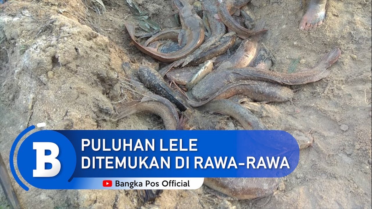 Puluhan Lele Ukuran Jumbo Ditemukan di Rawa-rawa Kampung Songliang ...