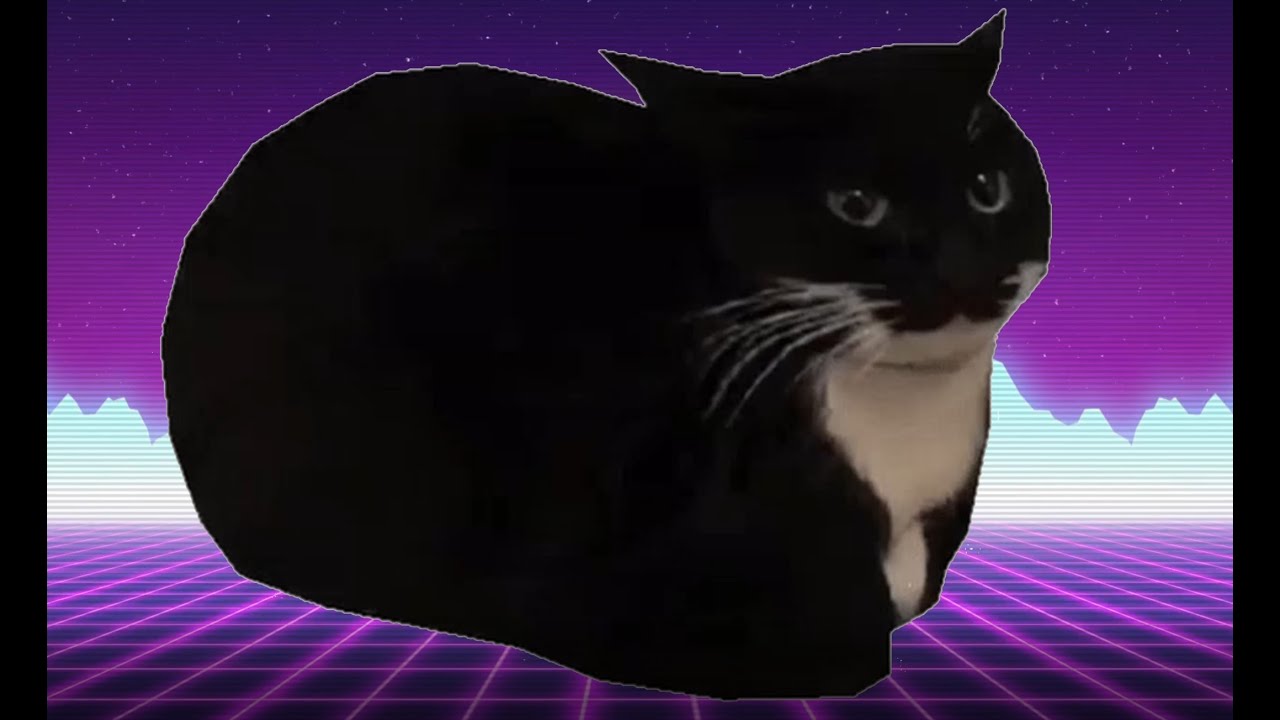 Maxwell the Synth-cat - YouTube