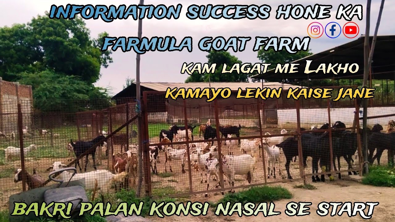 mathura Goat Farm update - YouTube