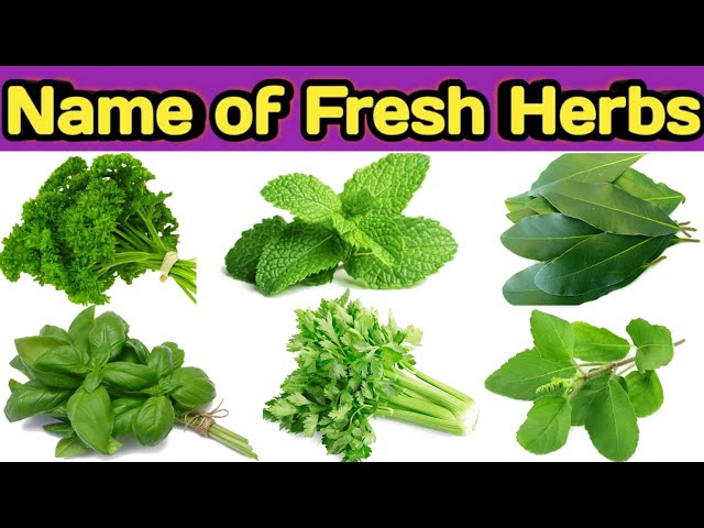 Names Of Different Herbs