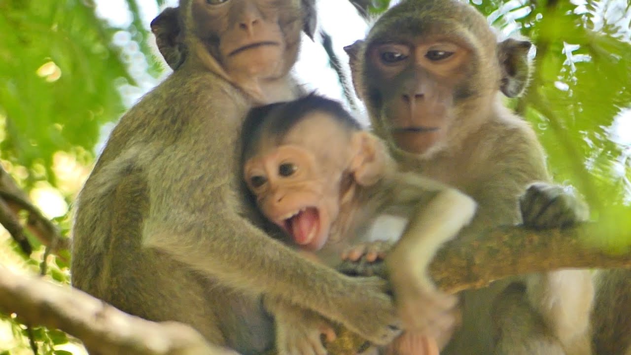 Little Monkey SANTO cries sadly hungry for milk he runs to hug Mama ...