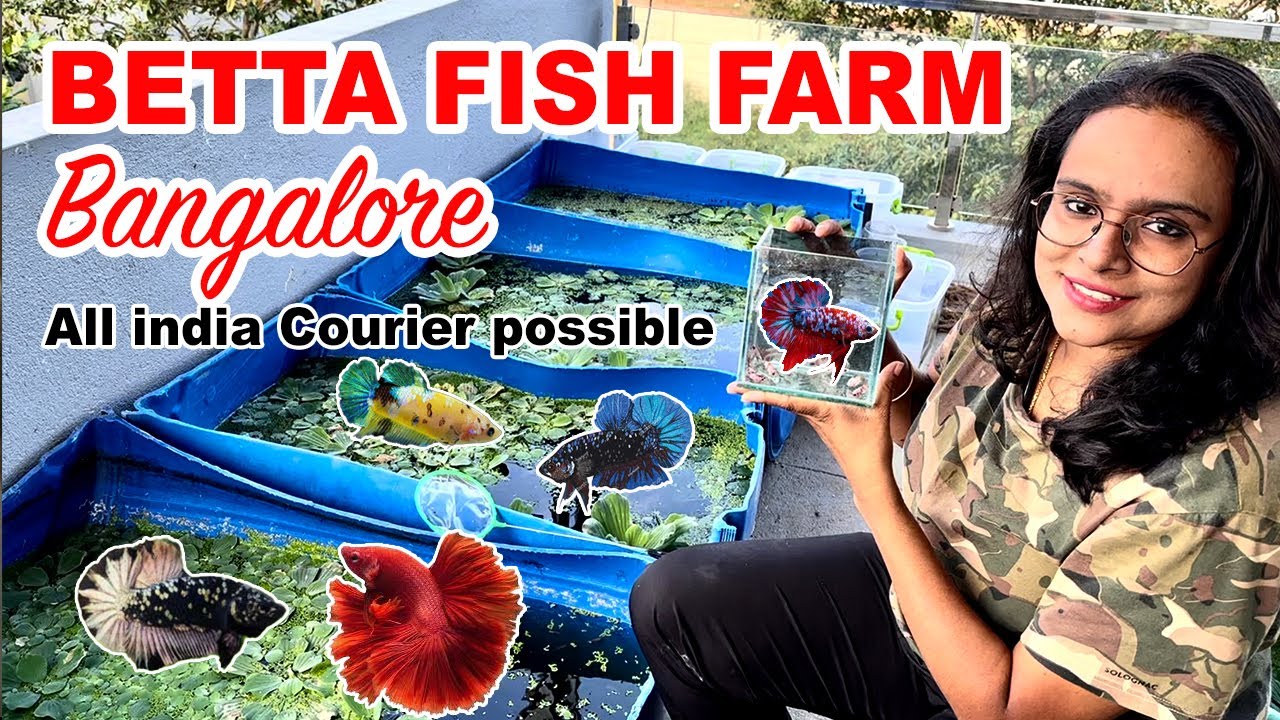 Betta fish farm in Bangalore Kukkus Pets #bettafarm #bangalore # ...