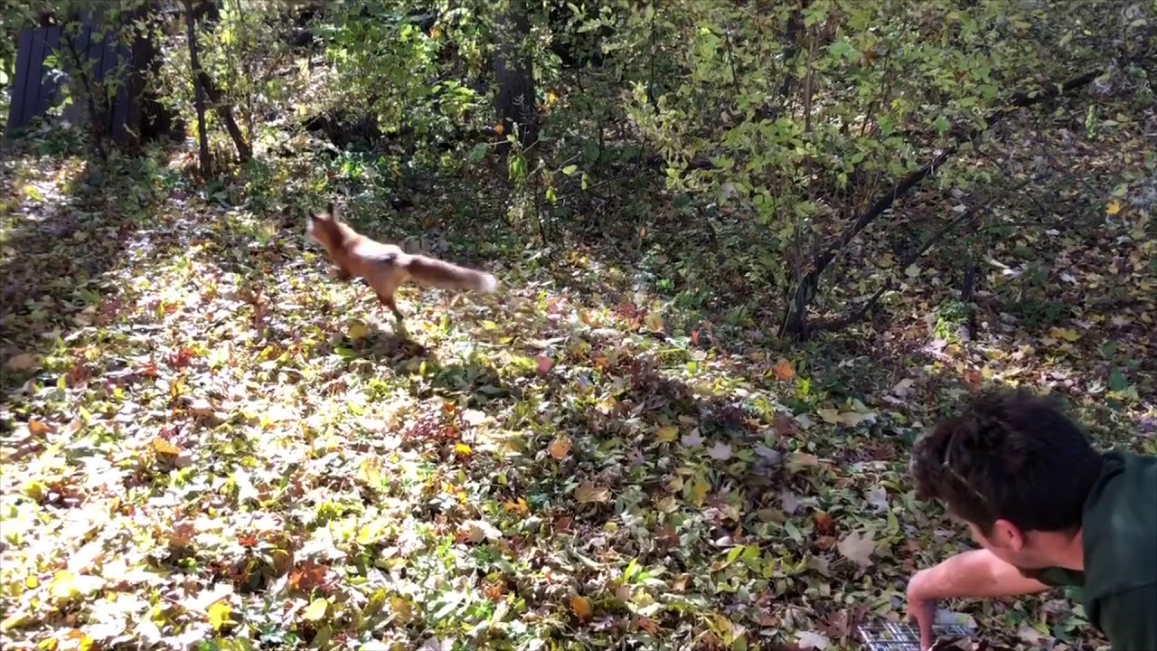 Red Fox Release - YouTube