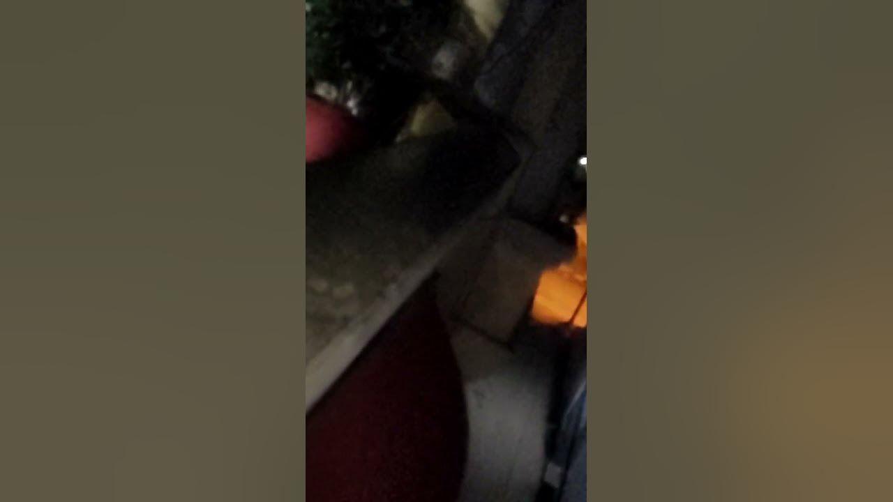 Creepy Cat Youtube