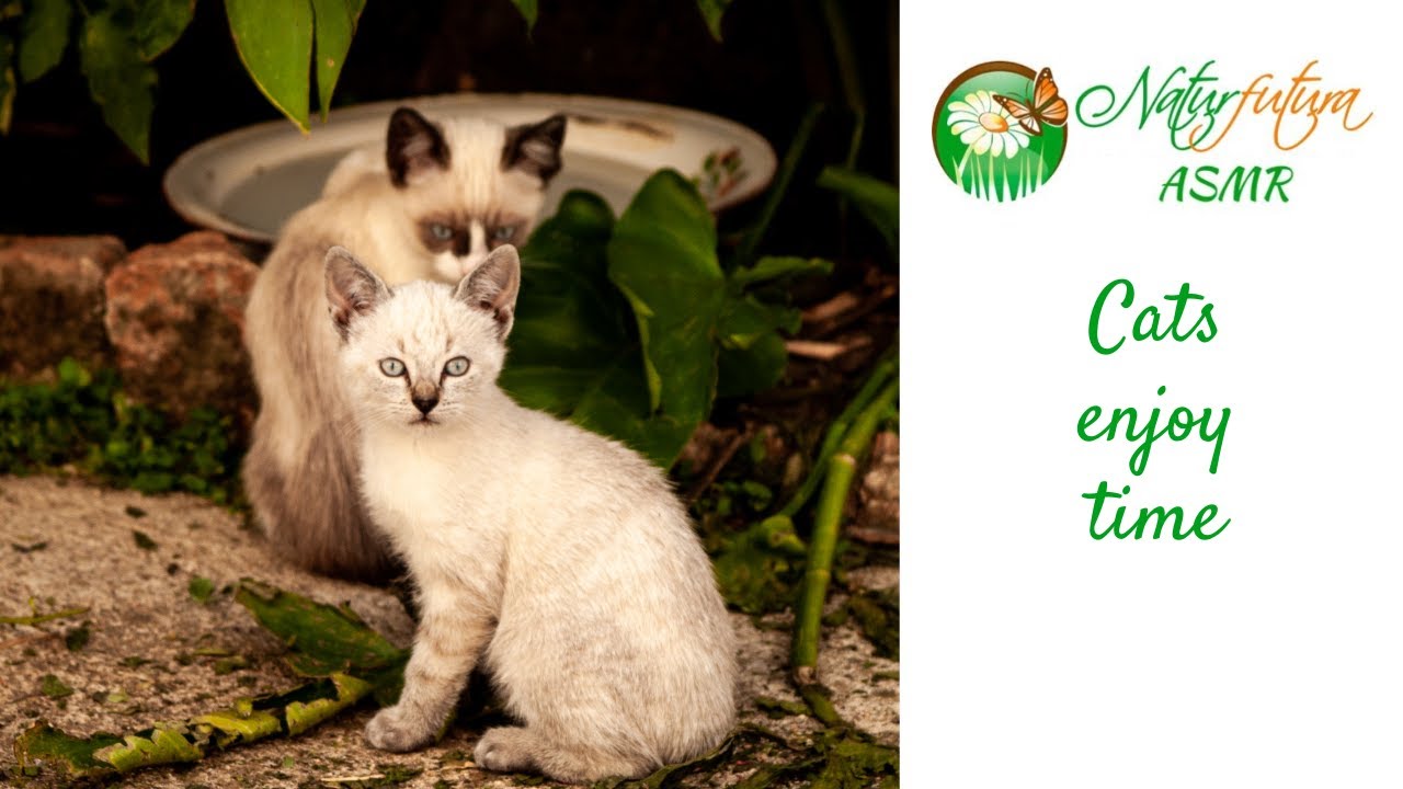 Cats enjoy time: Cats and kitties images and music for enjoy, forgot ...