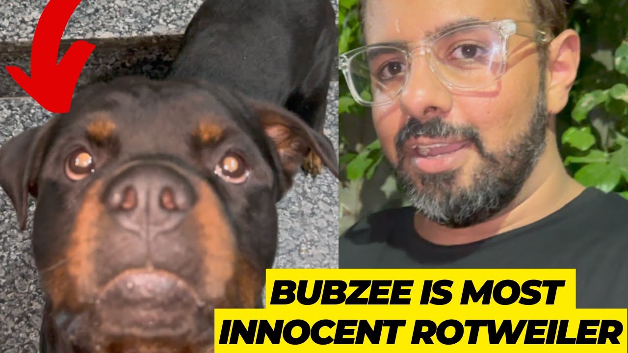 Rottweiler Bubzee Is The Most Innocent Rottweiler: Bubzee Bohot Bhola ...