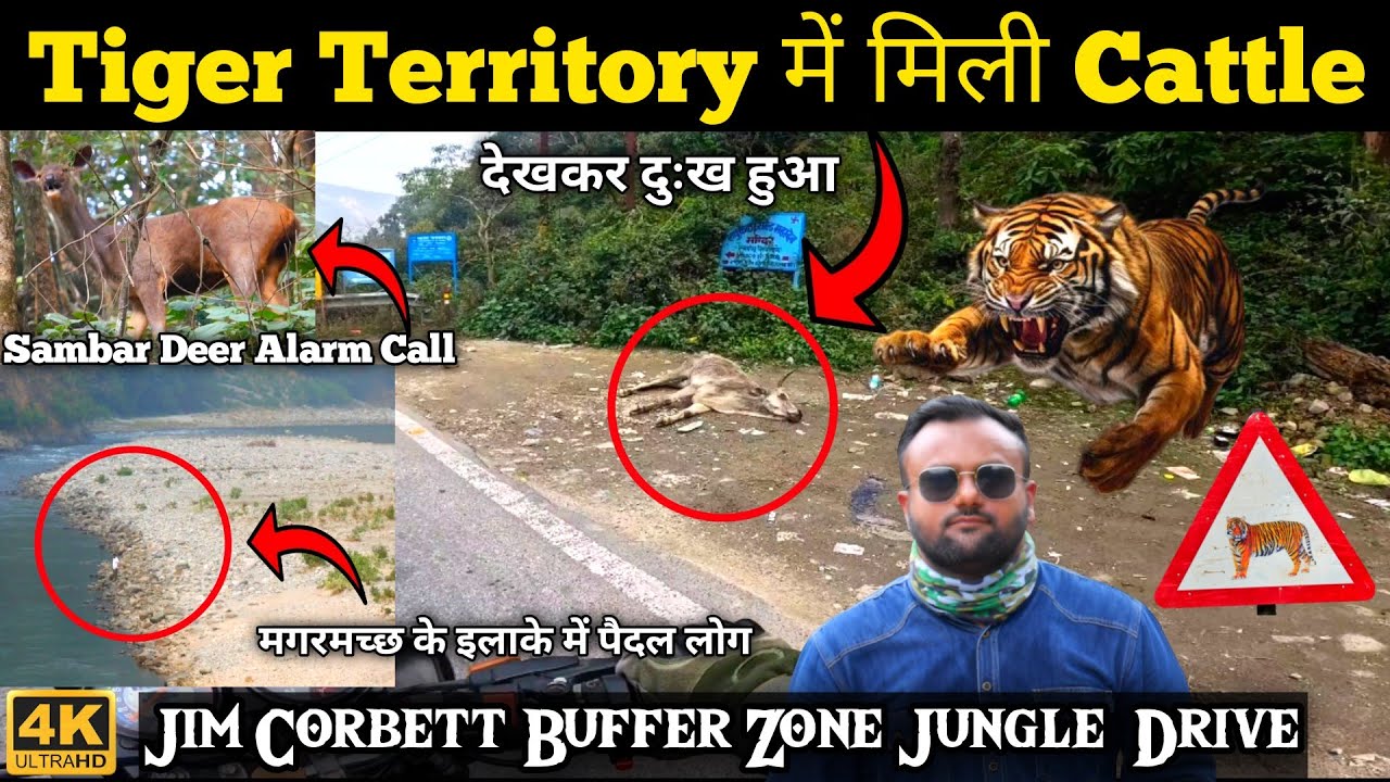 Tiger Territory में Cattle | Jim Corbett National Park Jungle Drive ...