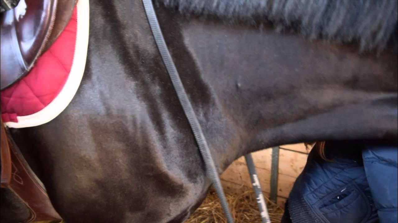 Tuto : Seller et brider un cheval - YouTube