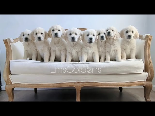 Eeuwige Puppy Golden Retriever Patsy & George August 2024 Windy