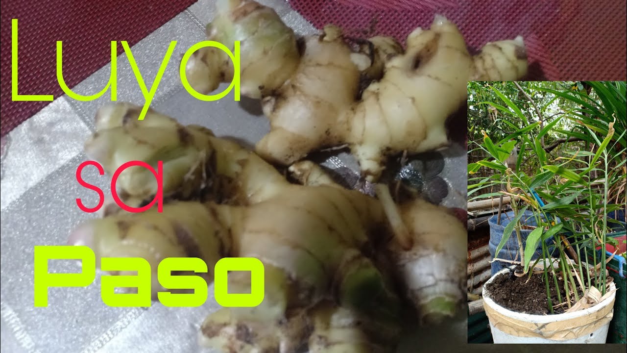 Planting Ginger (Luya)in a unused old pail,sulit ang laman ng aanihin ...