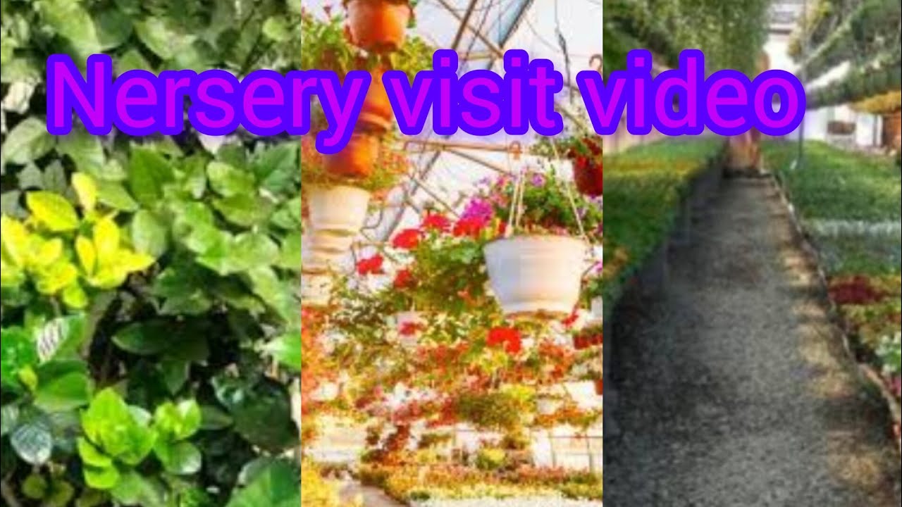 May month nersery visit video#viralvideo#plants#houseplants#garden ...