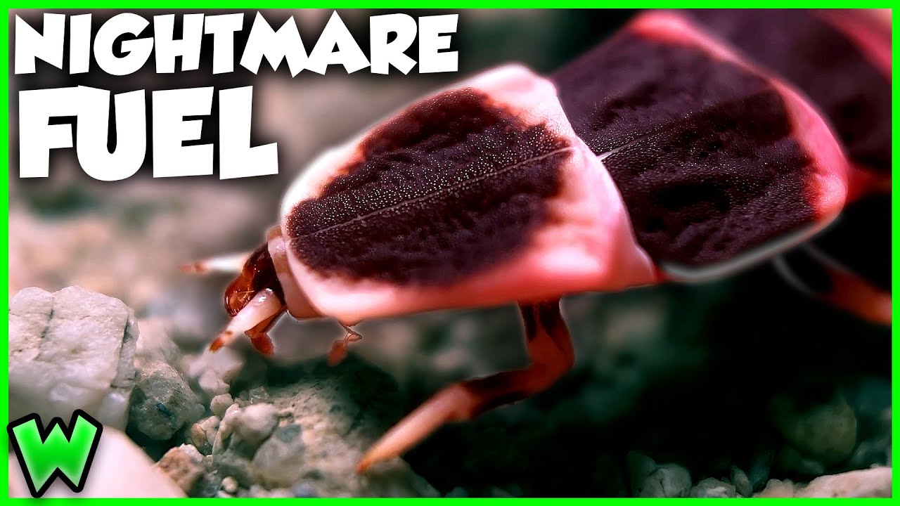 These are the Most POISONOUS Insects in the US - YouTube