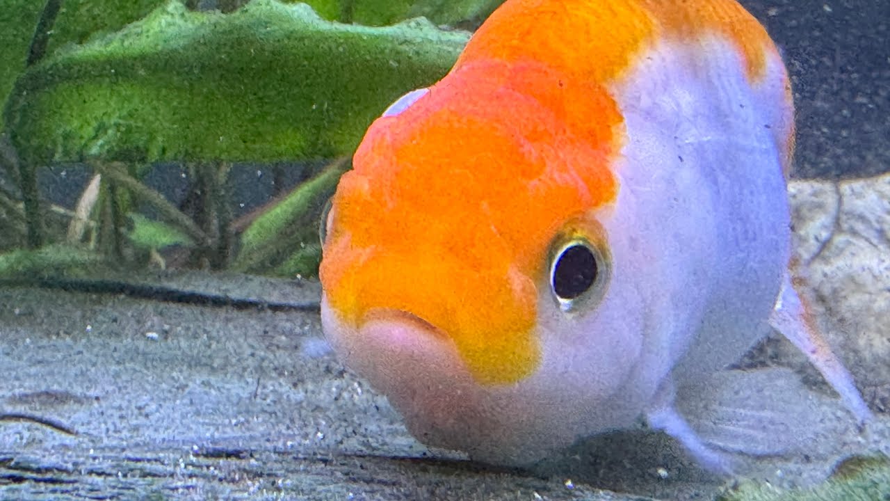 Meet my very first Ranchu, mr Shoe body bop!!! - YouTube