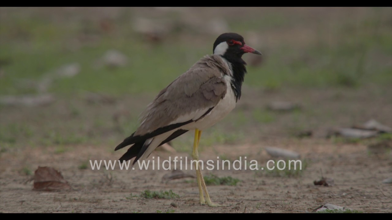 Ground-nesting Titehri: Red-wattled Lapwing and its eggs filmed in the ...
