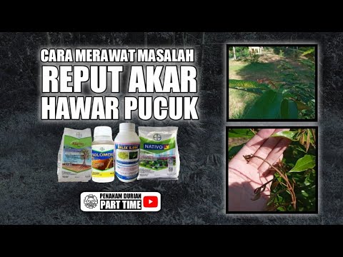 Cara Merawat Masalah Reput Akar Dan Hawar Pucuk Pokok Durian - YouTube