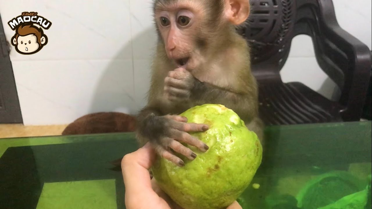 Baby monkey refuses to eat because it's too naughty - YouTube