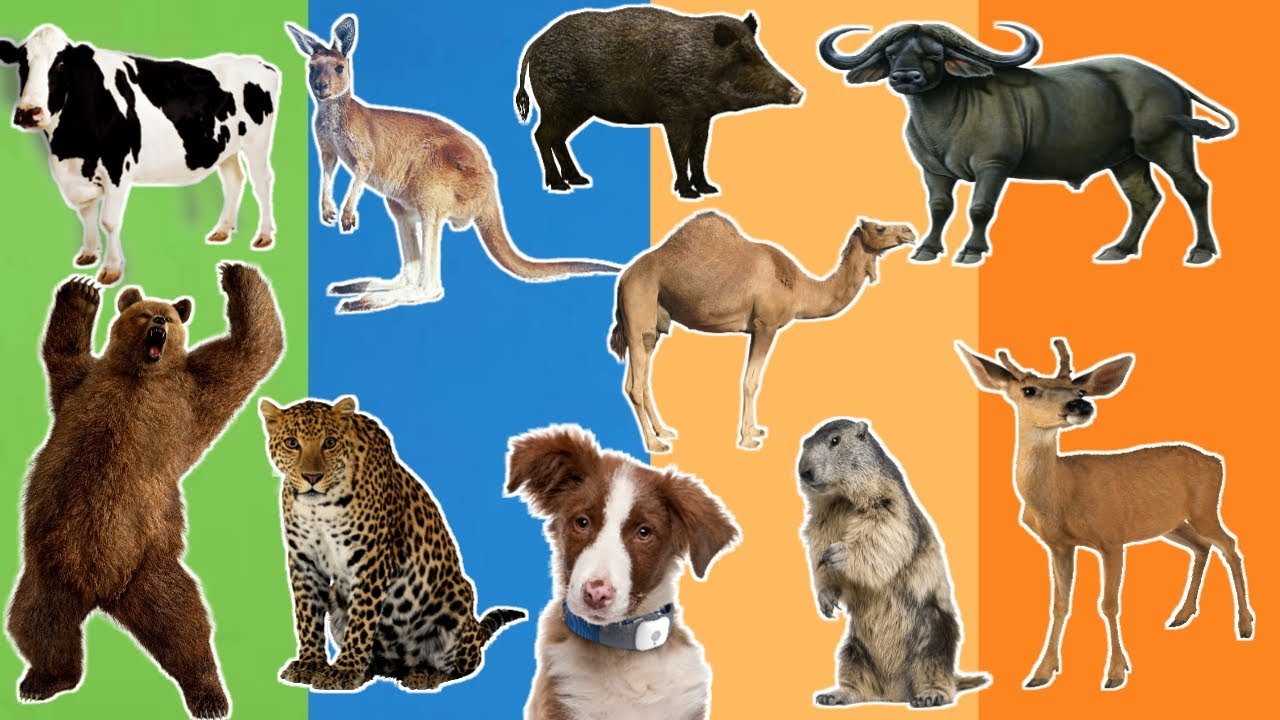 TEBAK NAMA NAMA HEWAN INI YU |BELAJAR MENGHAFAL 10 NAMA HEWAN - YouTube