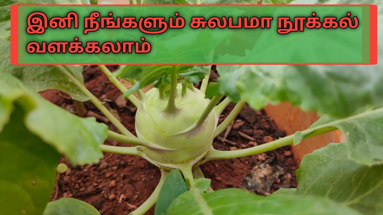 நூல்கோல் (அ) நூக்கல் செடி வளர்ப்பது எப்படி? How to Grow Knol Knol ...