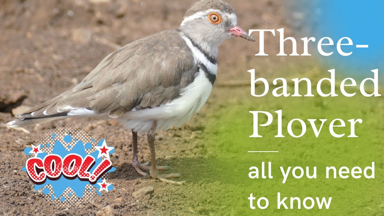 Three-banded Plover facts 🦜 Three-banded Sandplover 🦜 resident in ...
